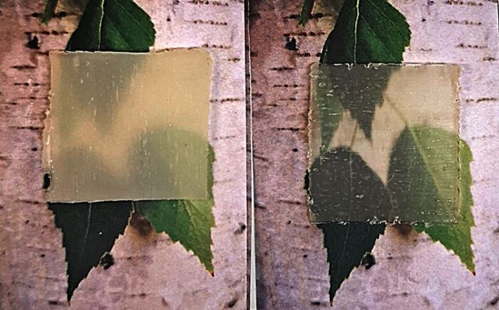 La madera transparente y biodegradable que sustituirá al cristal