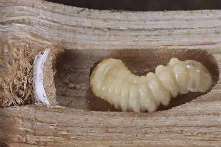 La carcoma en la madera ¿qué hacer?: 3 claves, solución y tratamientos